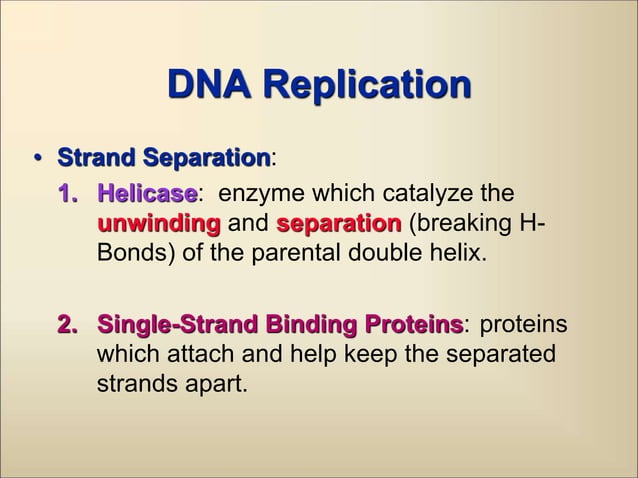DNA Replication 1.ppt