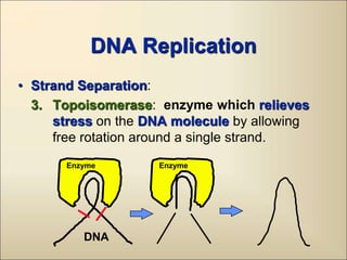 DNA Replication 1.ppt