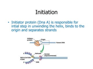 DNA replication (1).ppt
