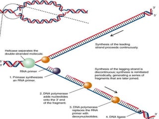 DNA replication (1).ppt