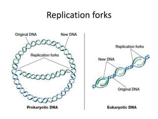 DNA replication (1).ppt