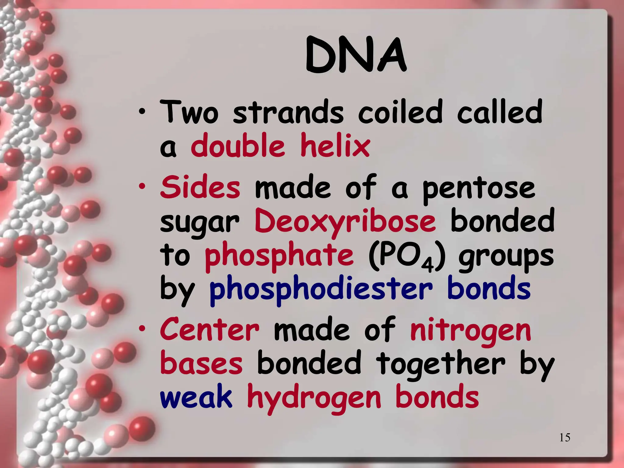 DNA replication1.ppt