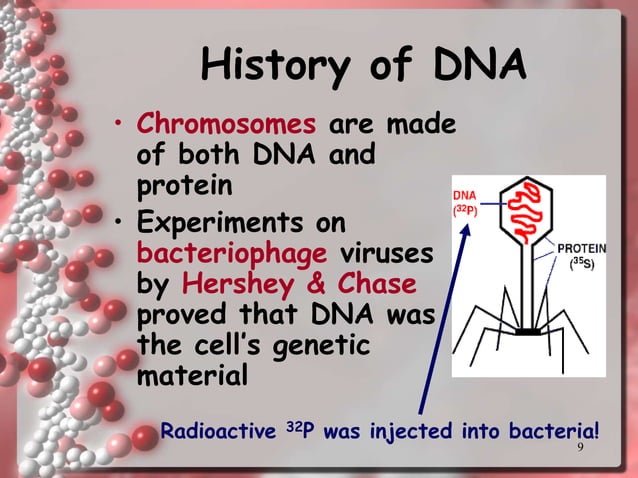 Dna Replication1 Ppt