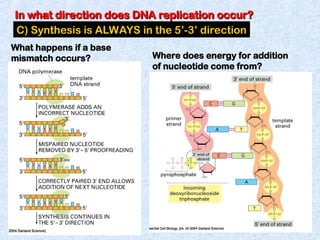 DNA replication in prokaryotes and(1).ppt