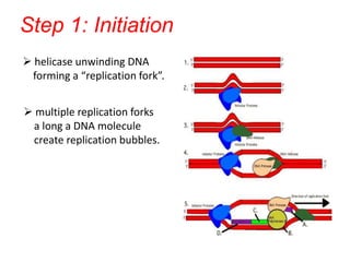 Dna replication (1)[1] | PPT