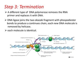 Dna replication (1)[1] | PPT