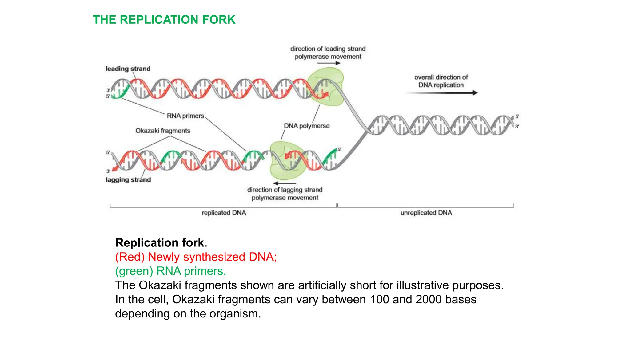 DNA replication process fundamental pptx | PPT