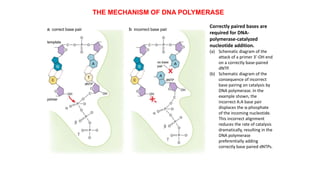DNA replication process fundamental pptx | PPTX
