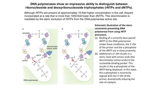 DNA replication process fundamental pptx | PPT