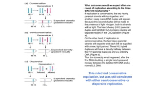 DNA replication process fundamental pptx | PPT