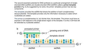 DNA replication process fundamental pptx | PPT