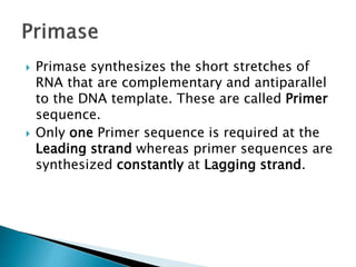 DNA Replication In Prokaryotes | PPTX