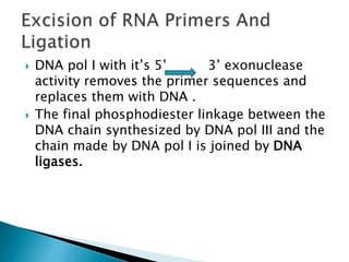 DNA Replication In Prokaryotes | PPT