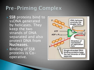 DNA Replication In Prokaryotes | PPT