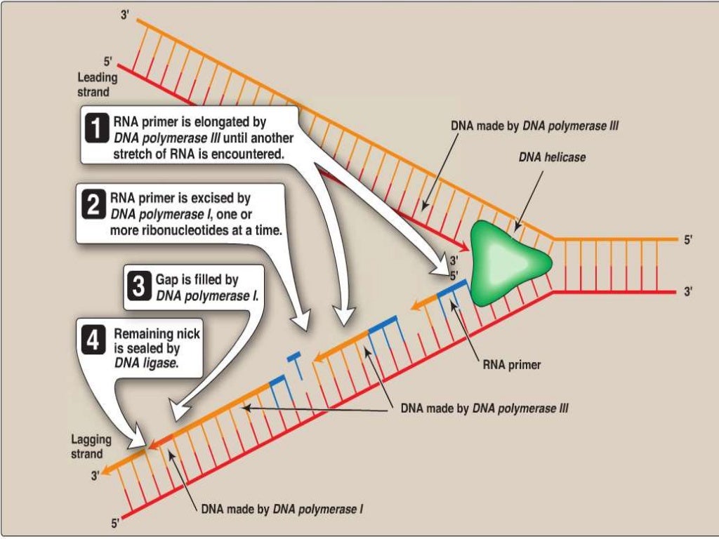 DNA Replication In Prokaryotes