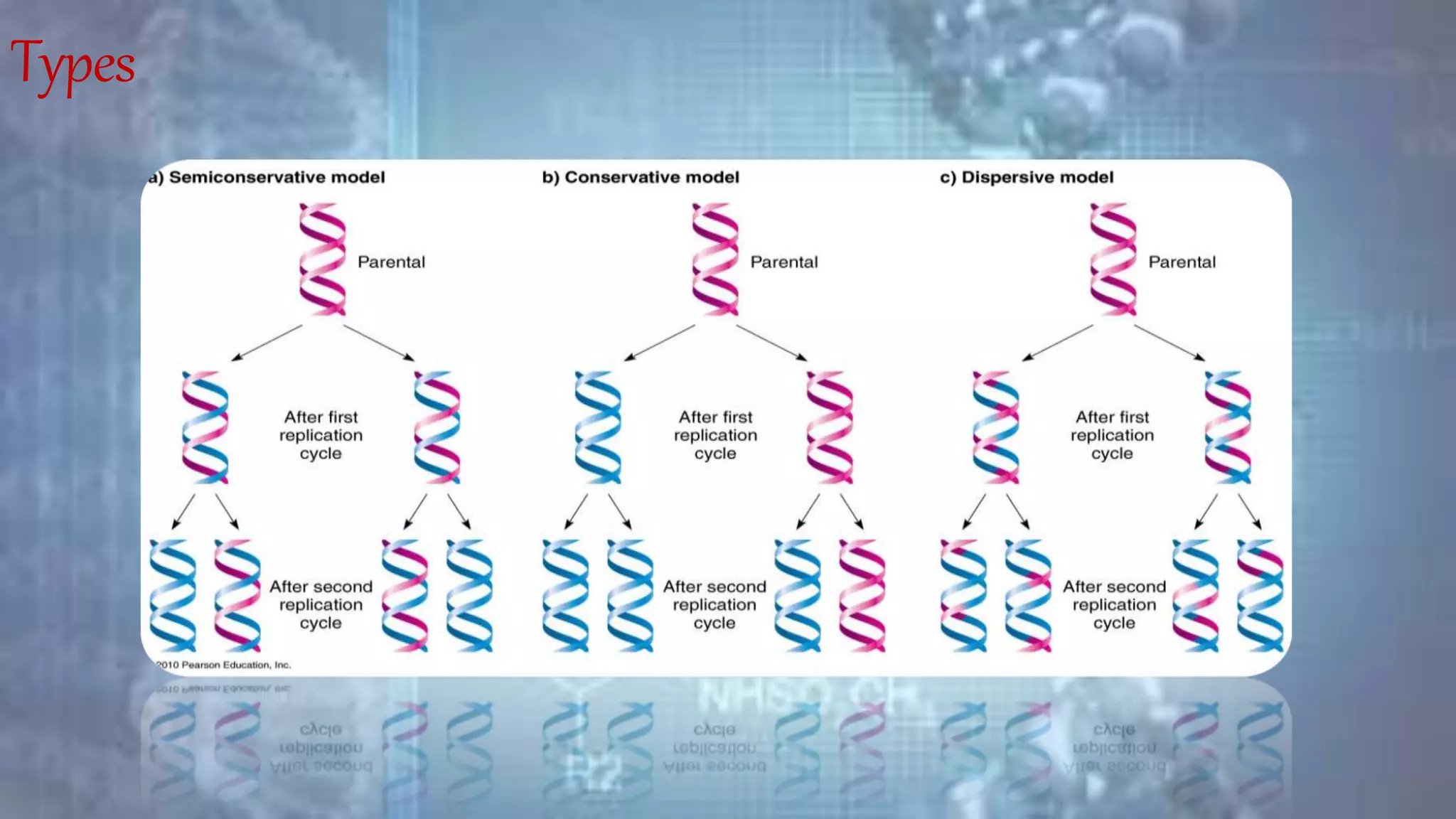 DNA replication | PPTX | Genetics | Science