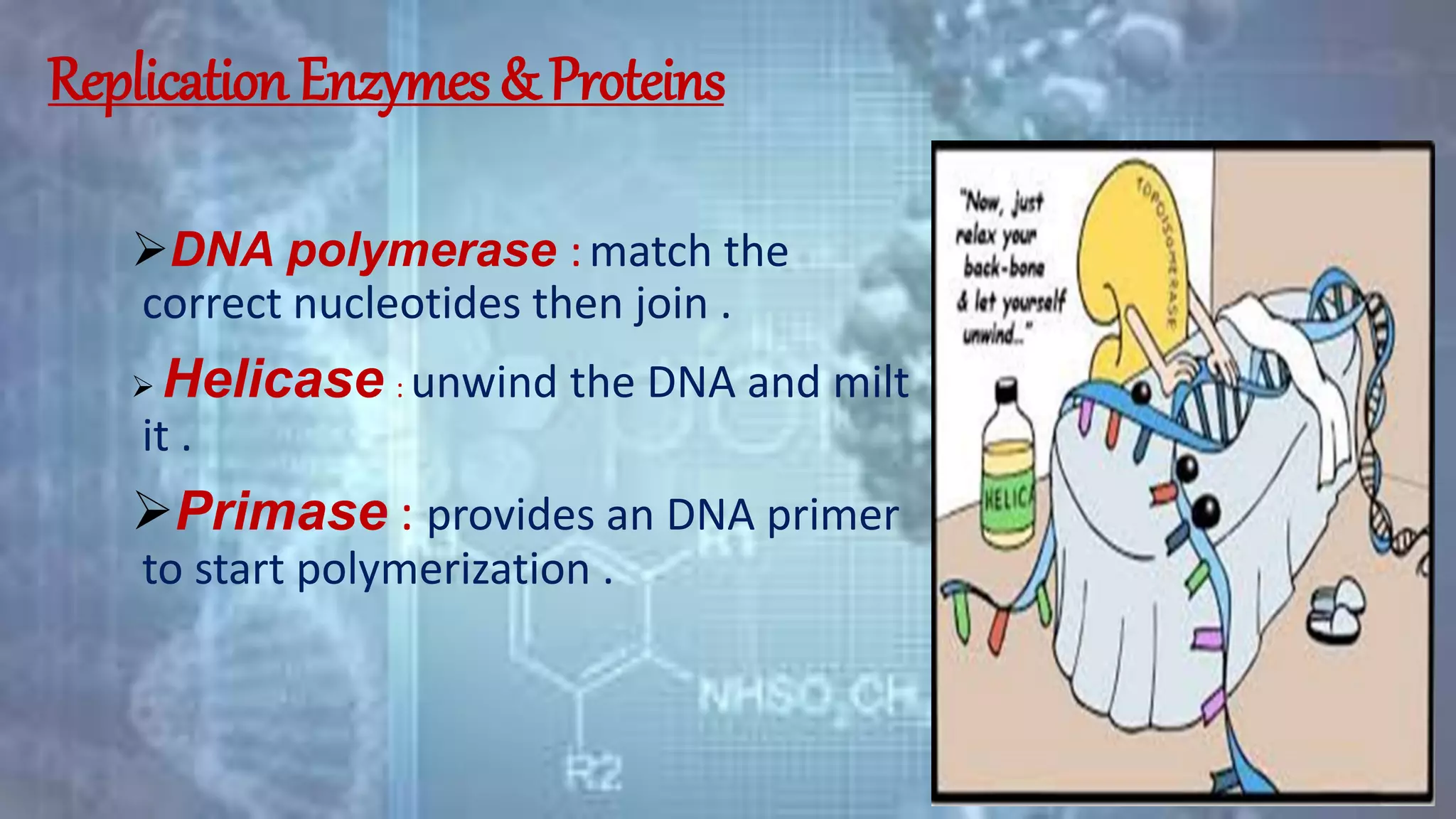 DNA replication | PPTX | Genetics | Science
