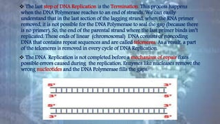 DNA replication | PPTX | Genetics | Science
