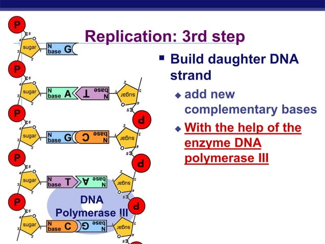 DNA Replication 2014 ppt.ppt