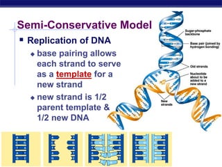 DNA Replication 2014 ppt.ppt