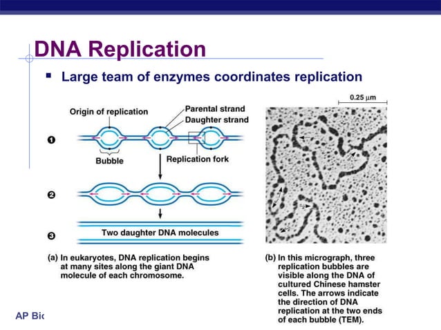 DNA Replication 2014 ppt.ppt