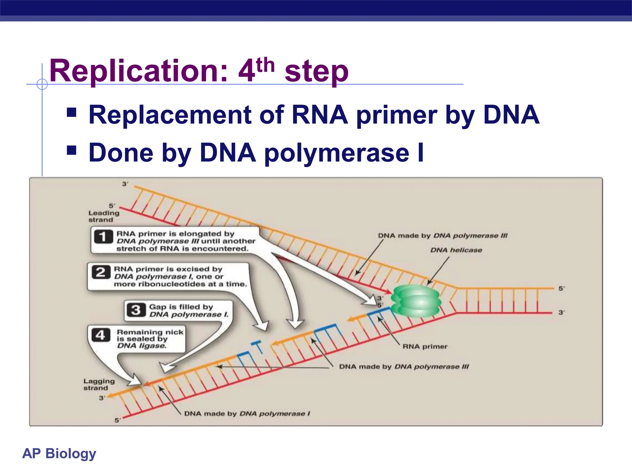 DNA Replication 2014 ppt.ppt