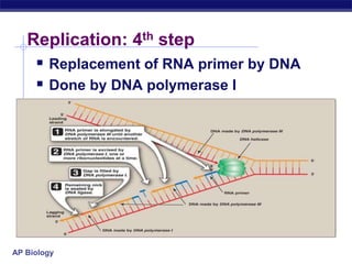 DNA Replication 2014 ppt.ppt | Free Download