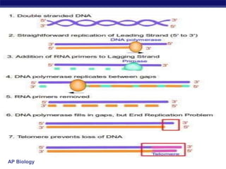 DNA Replication 2014 ppt.ppt