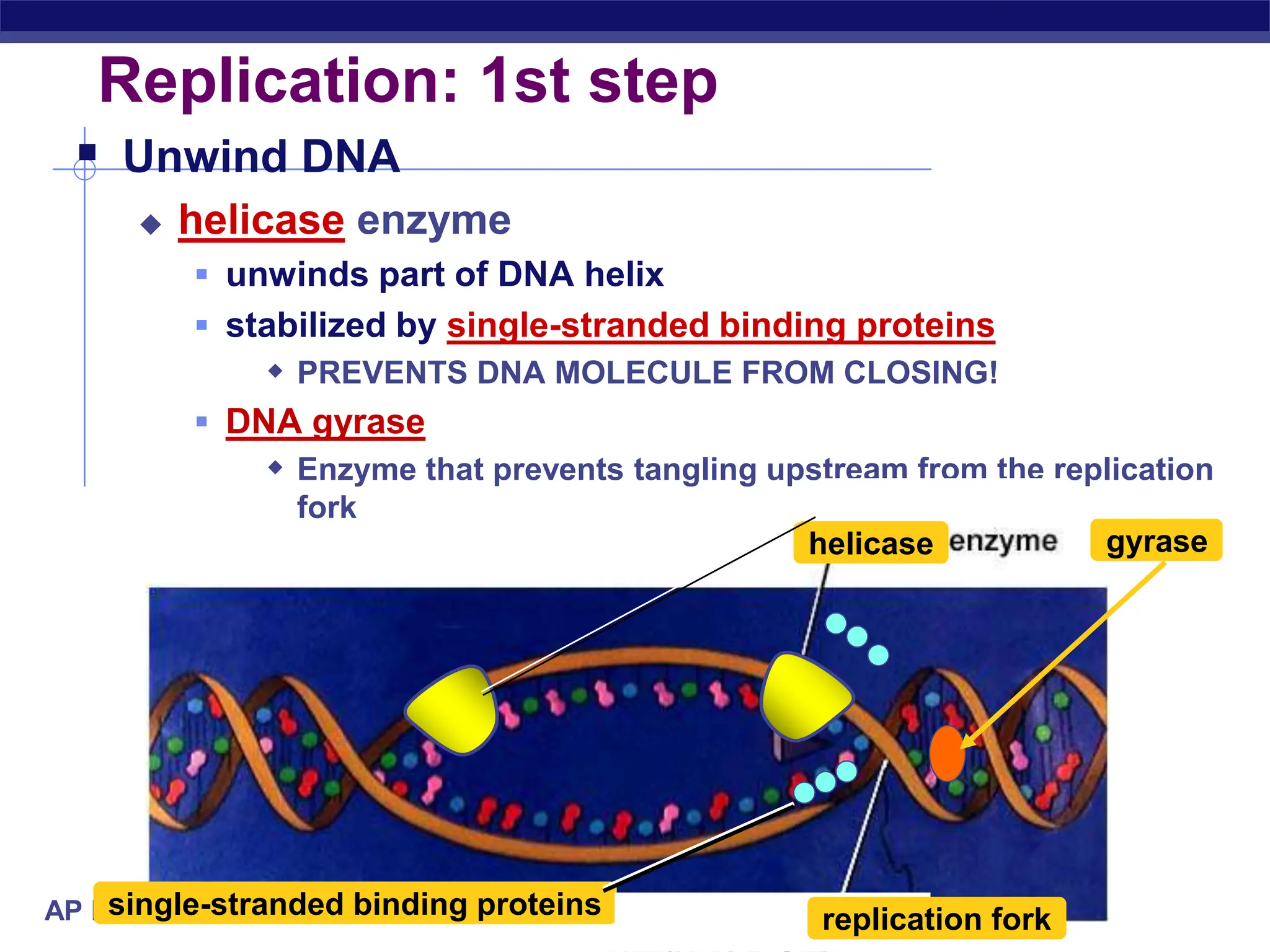 DNA Replication in Prokaryotes and Eukaryotes | PPT