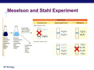 DNA Replication in Prokaryotes and Eukaryotes | PPT