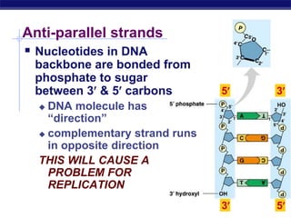DNA Replication in Prokaryotes and Eukaryotes | PPT