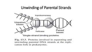 Dna replication 31 | PPT