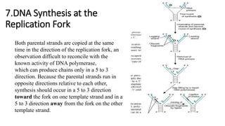 Dna replication 31 | PPTX