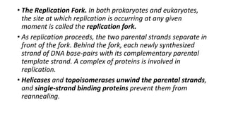Dna replication 31 | PPT
