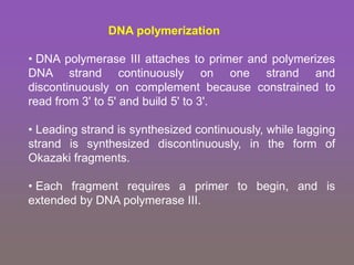 DNA replication of genetic information.ppt