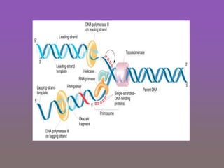 DNA replication of genetic information.ppt