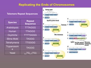 DNA replication of genetic information.ppt