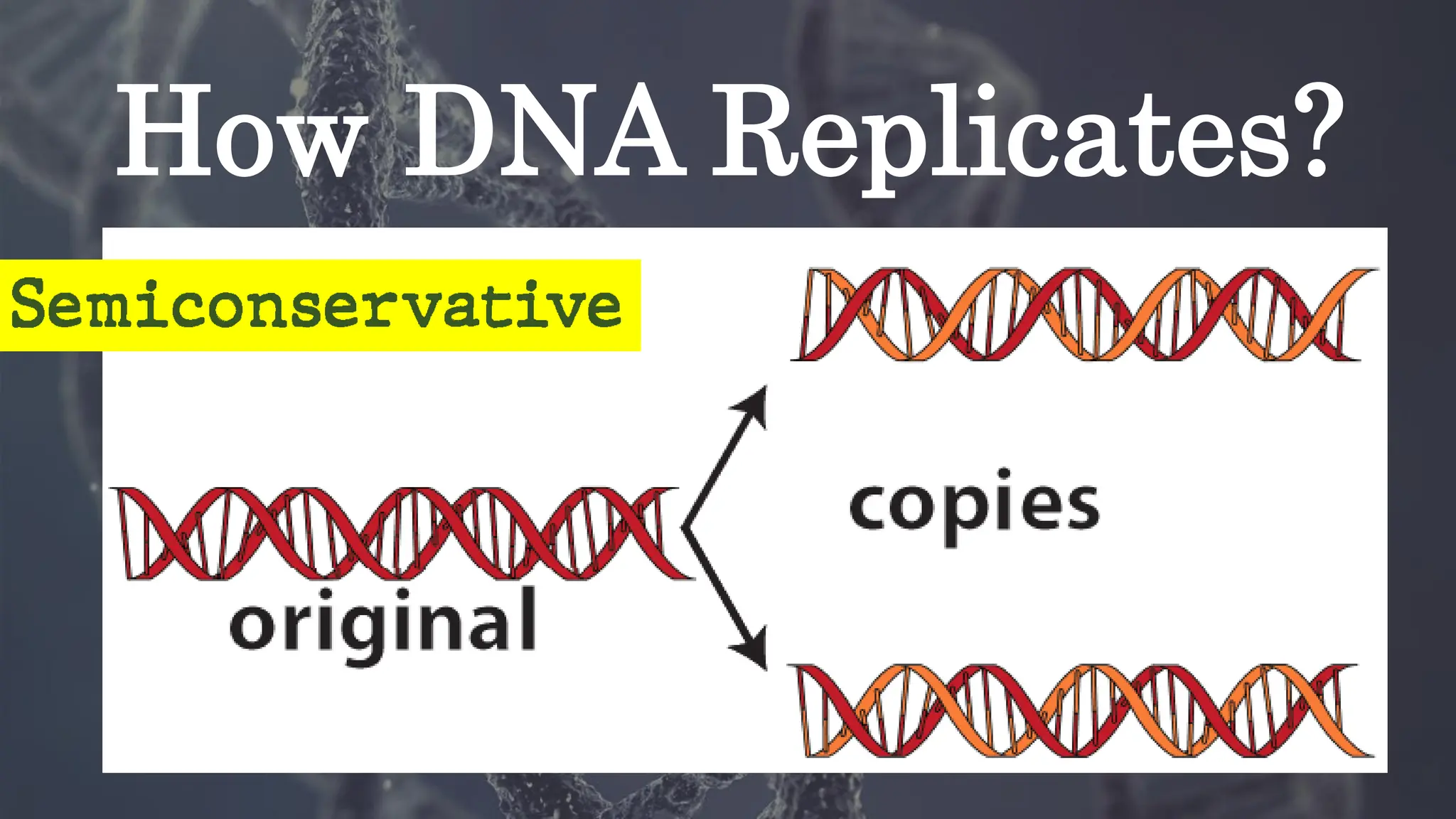 DNA Replication and Protein Synthesis.pdf