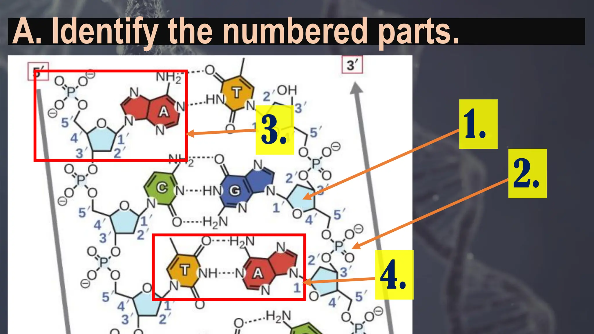 DNA Replication and Protein Synthesis.pdf