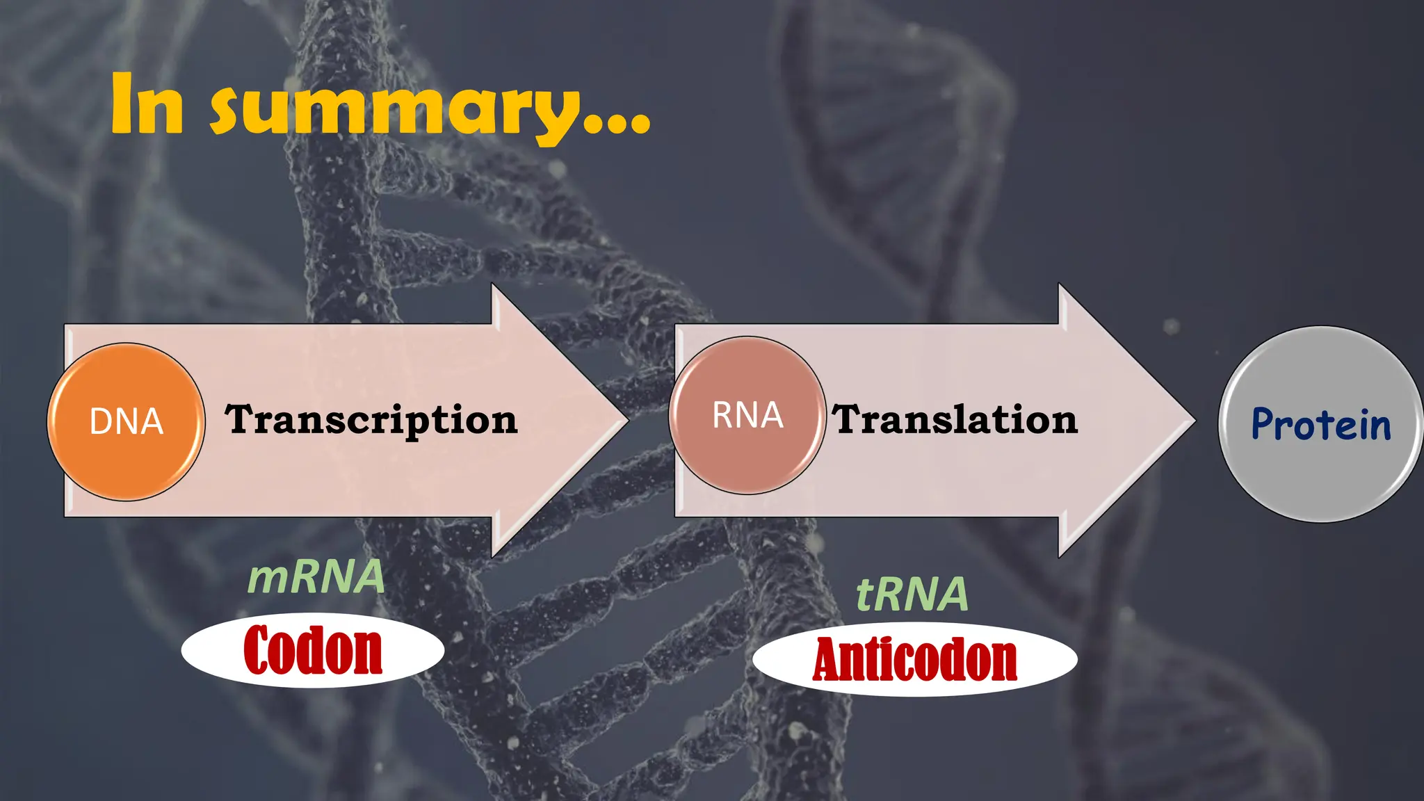 DNA Replication and Protein Synthesis.pdf
