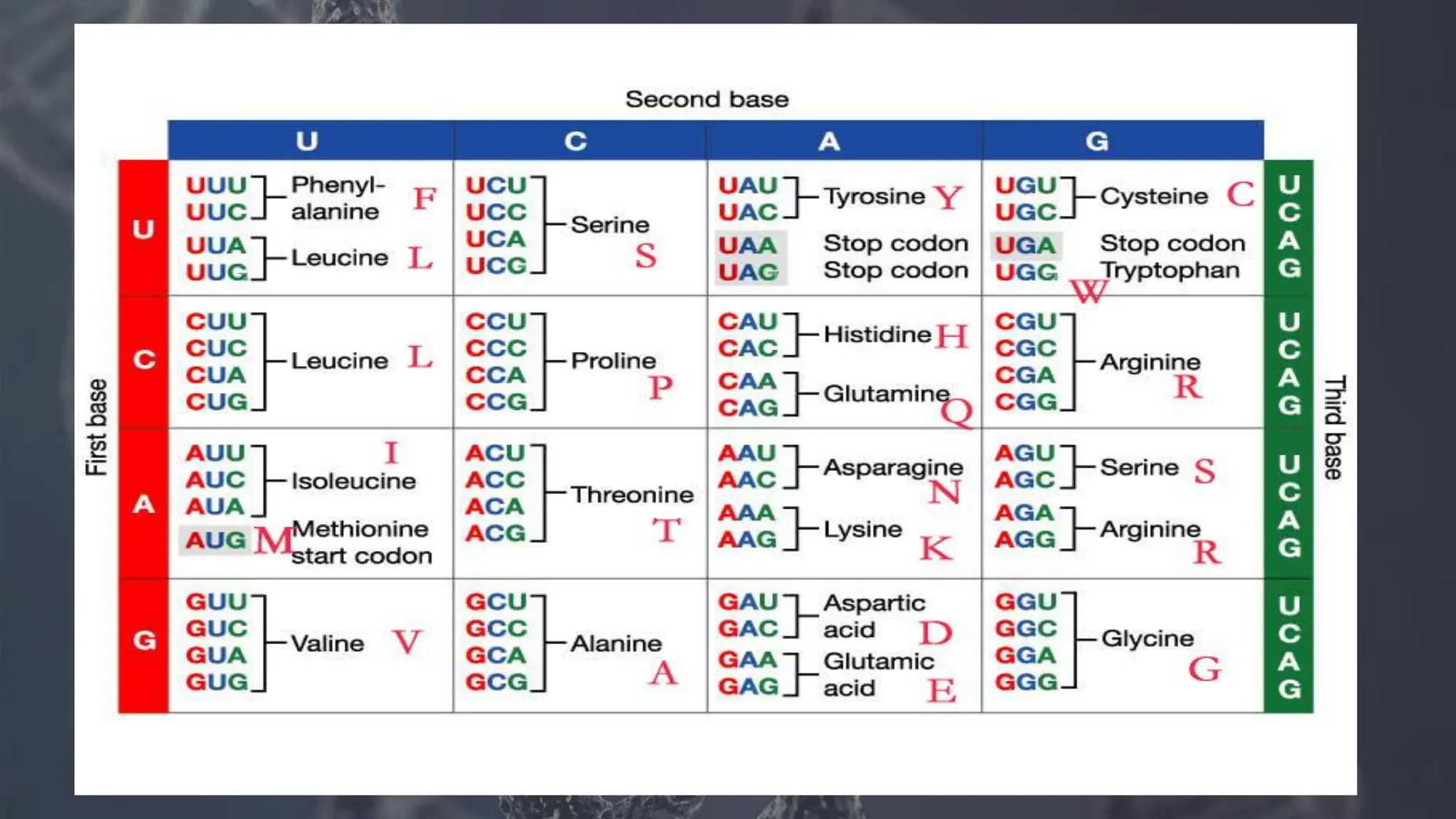 DNA Replication and Protein Synthesis.pdf