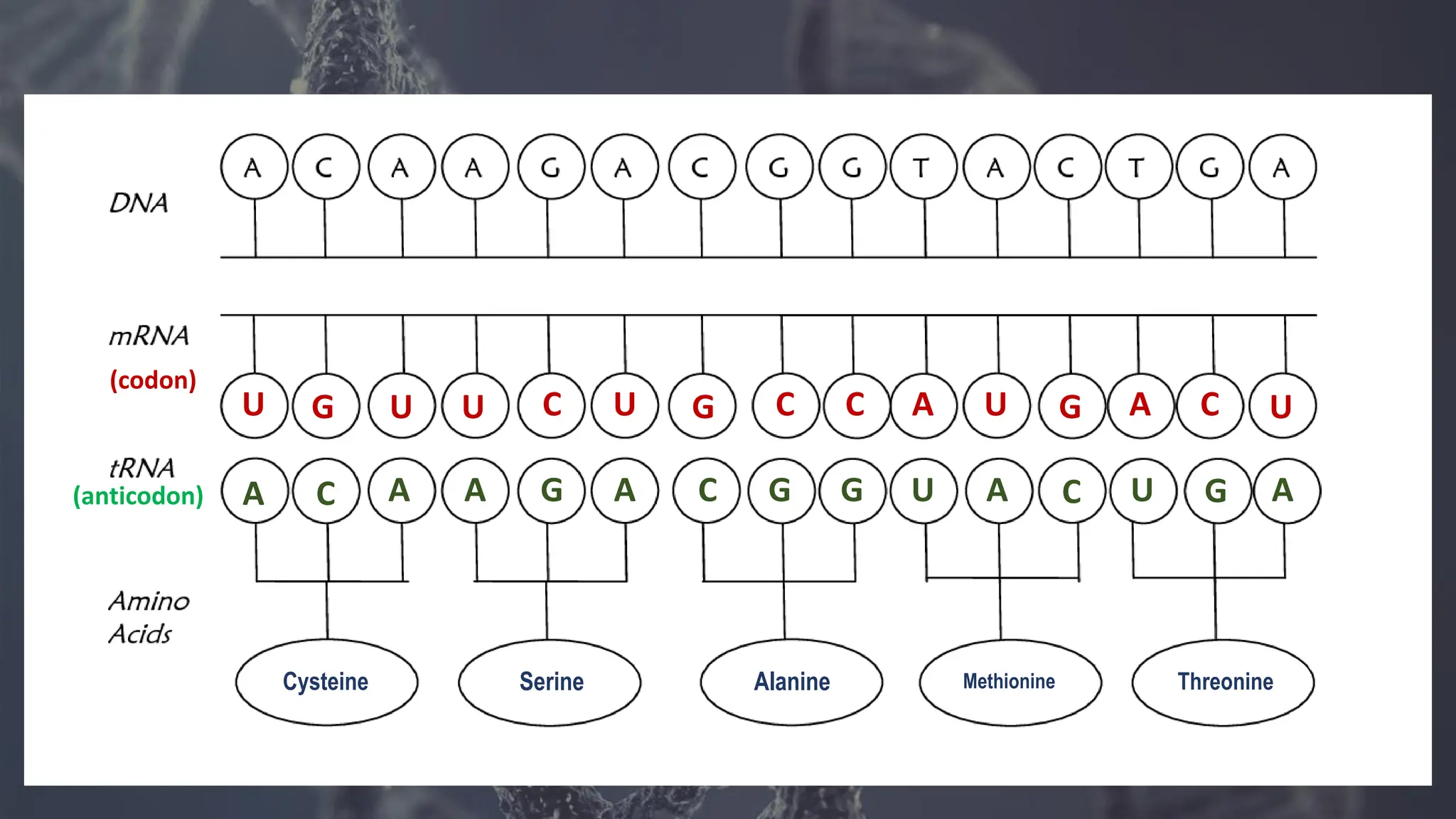 DNA Replication and Protein Synthesis.pdf