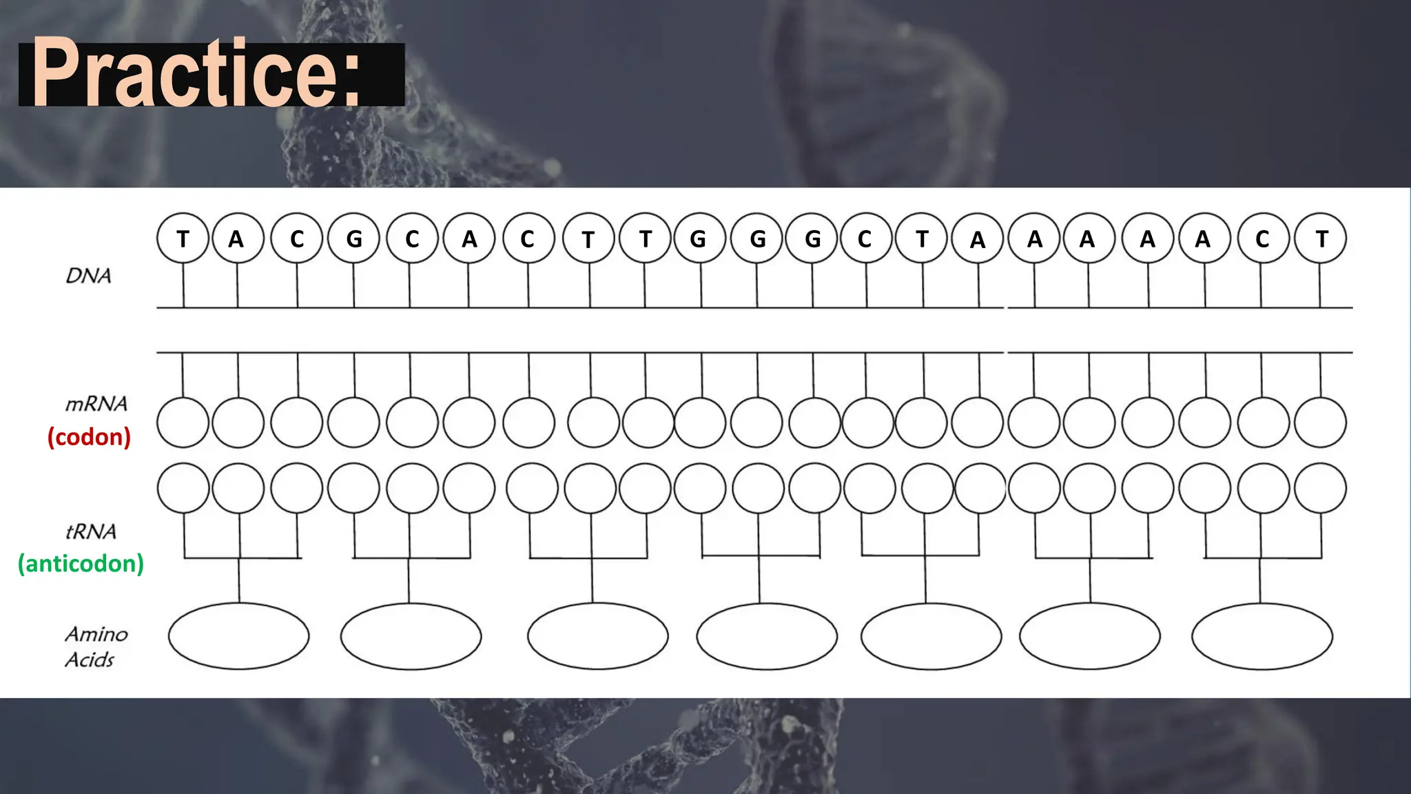 DNA Replication and Protein Synthesis.pdf