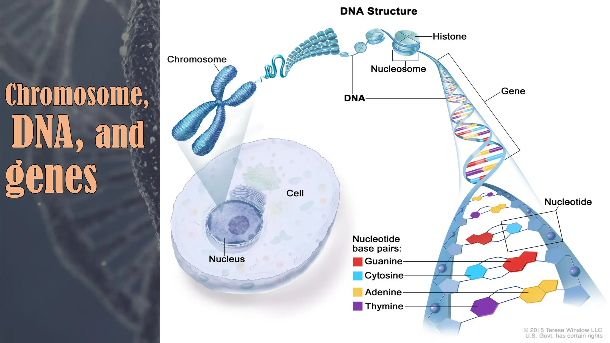 DNA Replication and Protein Synthesis.pdf