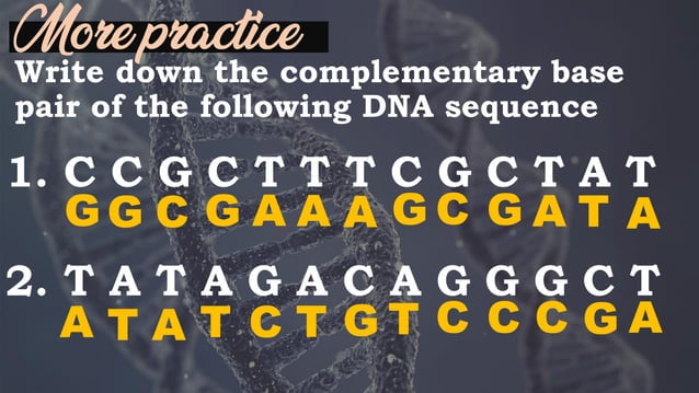 DNA Replication and Protein Synthesis.pdf