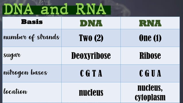 DNA Replication and Protein Synthesis.pdf