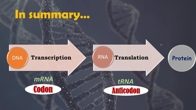 DNA Replication and Protein Synthesis.pdf