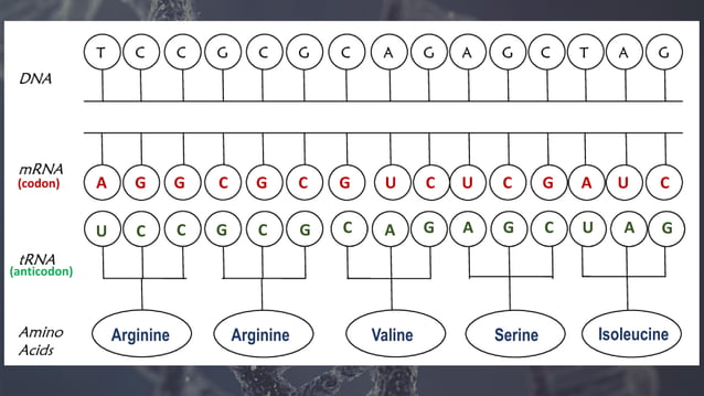 DNA Replication and Protein Synthesis.pdf