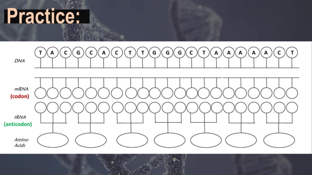 DNA Replication and Protein Synthesis.pdf