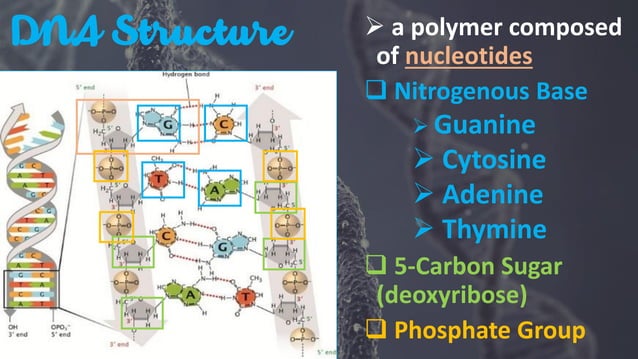 DNA Replication and Protein Synthesis.pdf